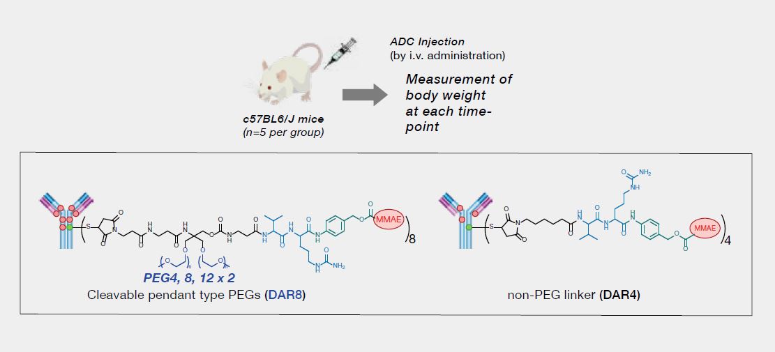 Drug Delivery Products :: Activated PEG for PEGylation :: For ADC and Linker :: Cleavable ...